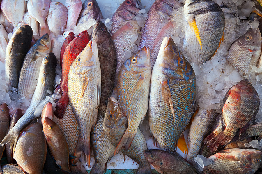 National Fisheries - Oman’s Premium Seafood Producer